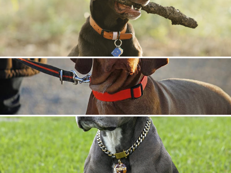 7 Migliori Collari Per Cani: Tutto Per Una Passeggiata Perfetta (Estate ...