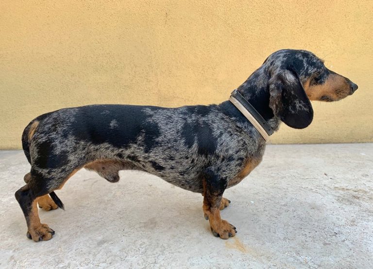 Arlecchino Bassotto: Tutto Da Sapere