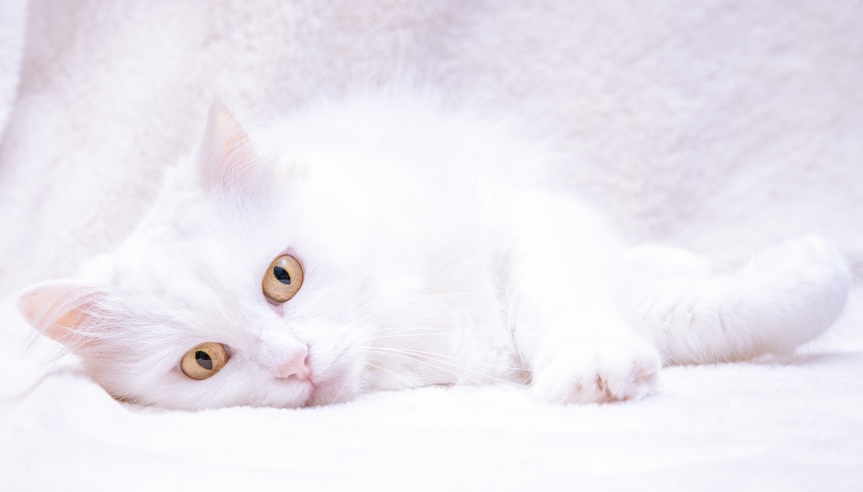 Gatto Bianco e Nero Significato: Tutti i Fatti