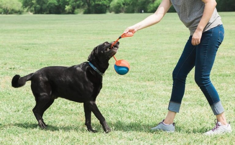 Cane Che si Morde la Coda: Cosa Significa?