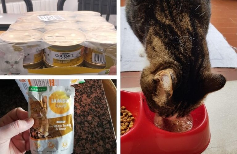 6 Migliori Cibi Umidi Per Gatti: La Guida Completa (Autunno 2024)