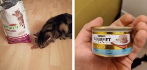 9 Migliori Cibi per Gatti: Recensione (Autunno 2023)