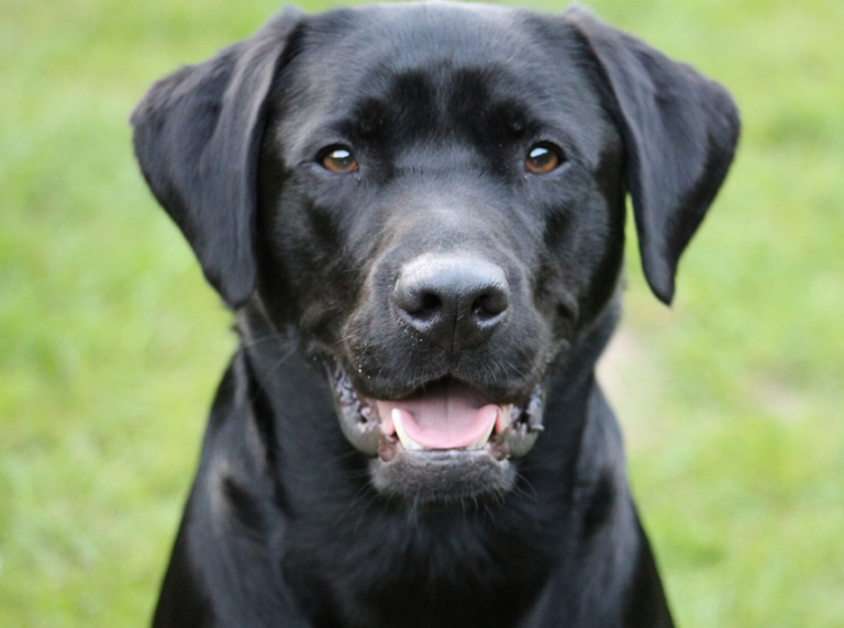 Quanti Tipi di Labrador Esistono?