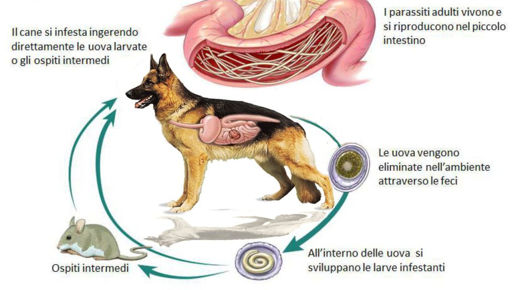 Feci Cane con Muco Giallo, Trasparente e Bianco: Cosa Fare?