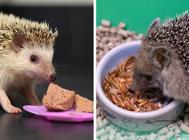 Cosa Mangiano i Ricci Domestici, Selvatici, di Mare ed Altri