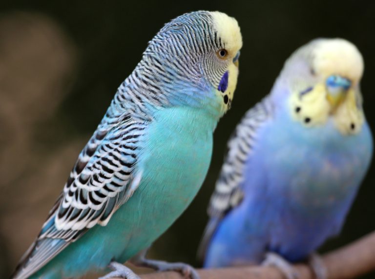 Quanto Vive un Pappagallo: Durata Vita del Pappagallo Inseparabile ...