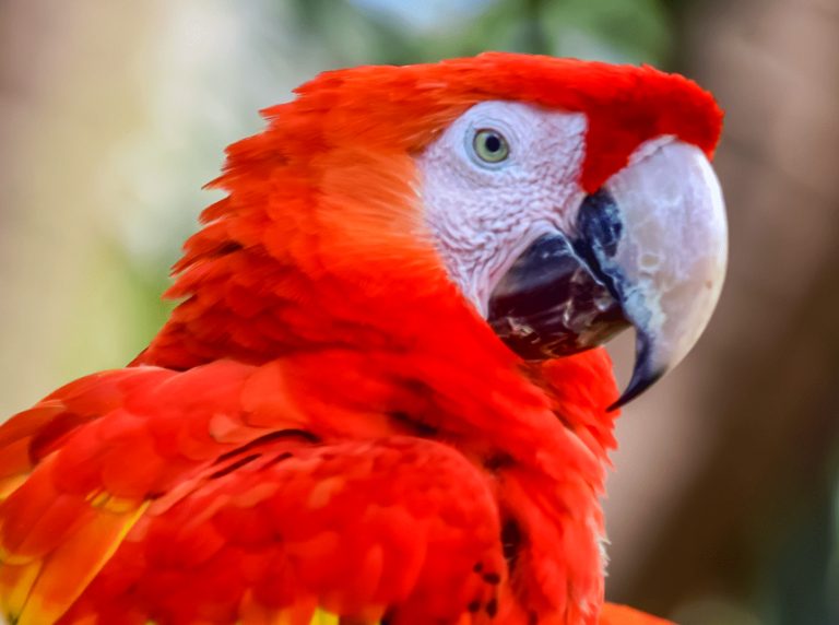 Quanto Vive un Pappagallo: Durata Vita del Pappagallo Inseparabile ...