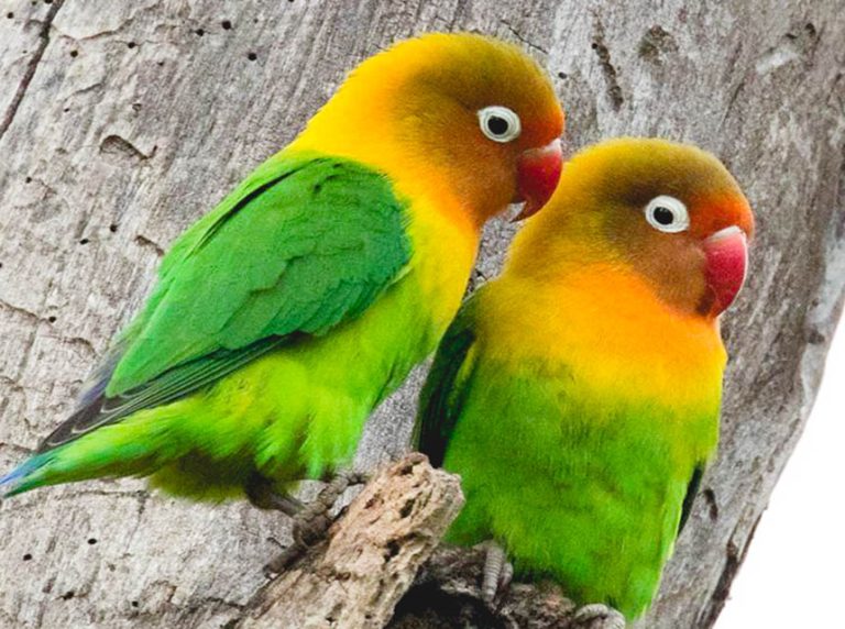 Quanto Vive un Pappagallo: Durata Vita del Pappagallo Inseparabile ...