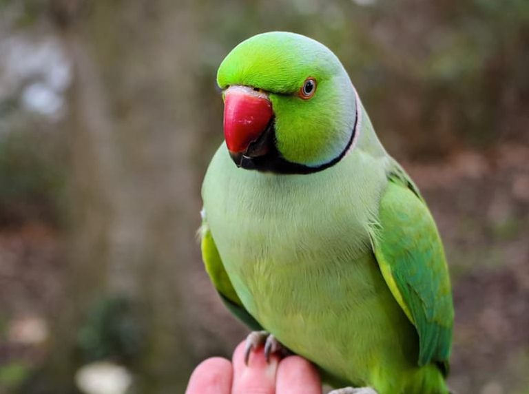 Quanto Vive un Pappagallo: Durata Vita del Pappagallo Inseparabile ...