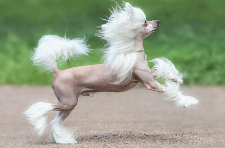 Cani Nudi Senza Pelo: Razze, Curiosità, Prezzi