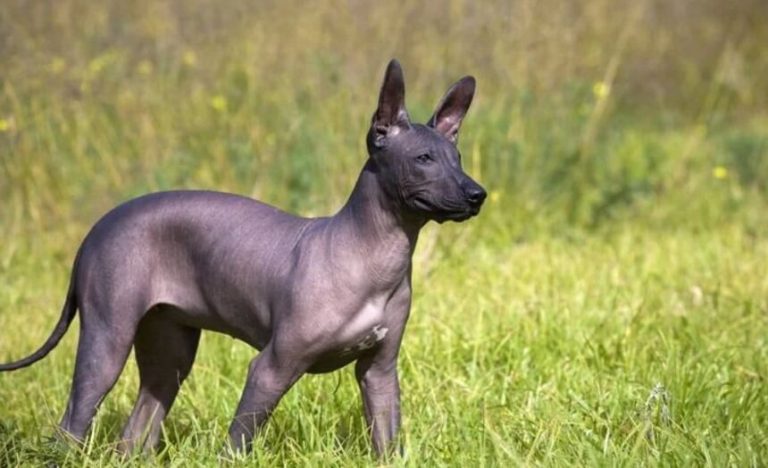 Cani Nudi Senza Pelo: Razze, Curiosità, Prezzi