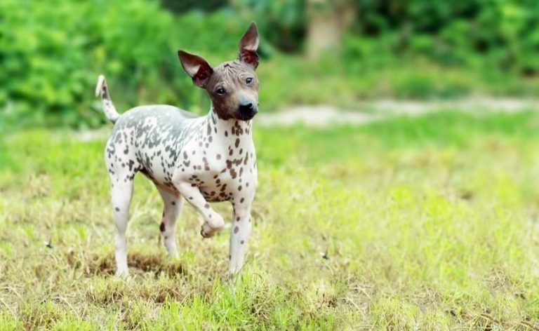 Cani Nudi Senza Pelo: Razze, Curiosità, Prezzi
