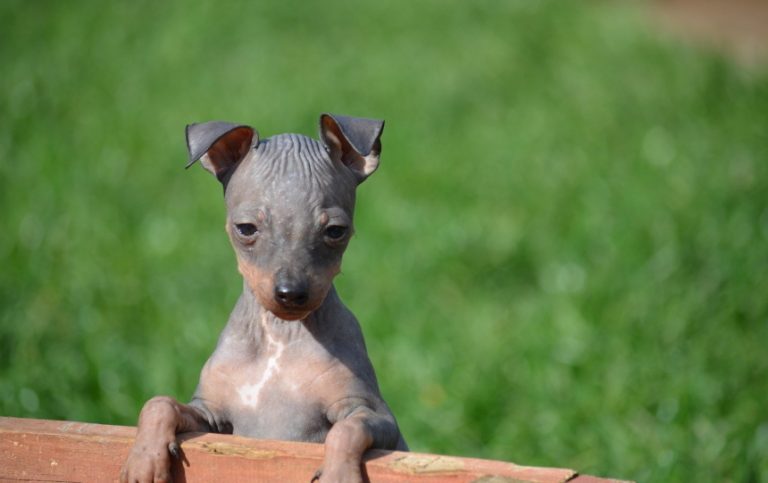 Cani Nudi Senza Pelo: Razze, Curiosità, Prezzi