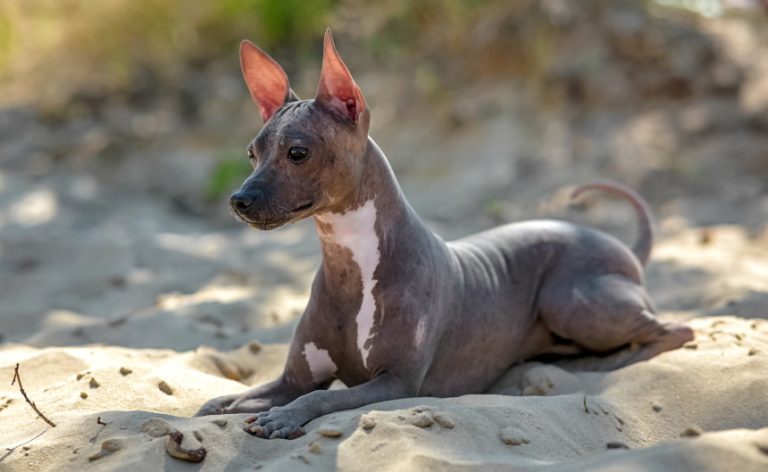 Cani Nudi Senza Pelo: Razze, Curiosità, Prezzi